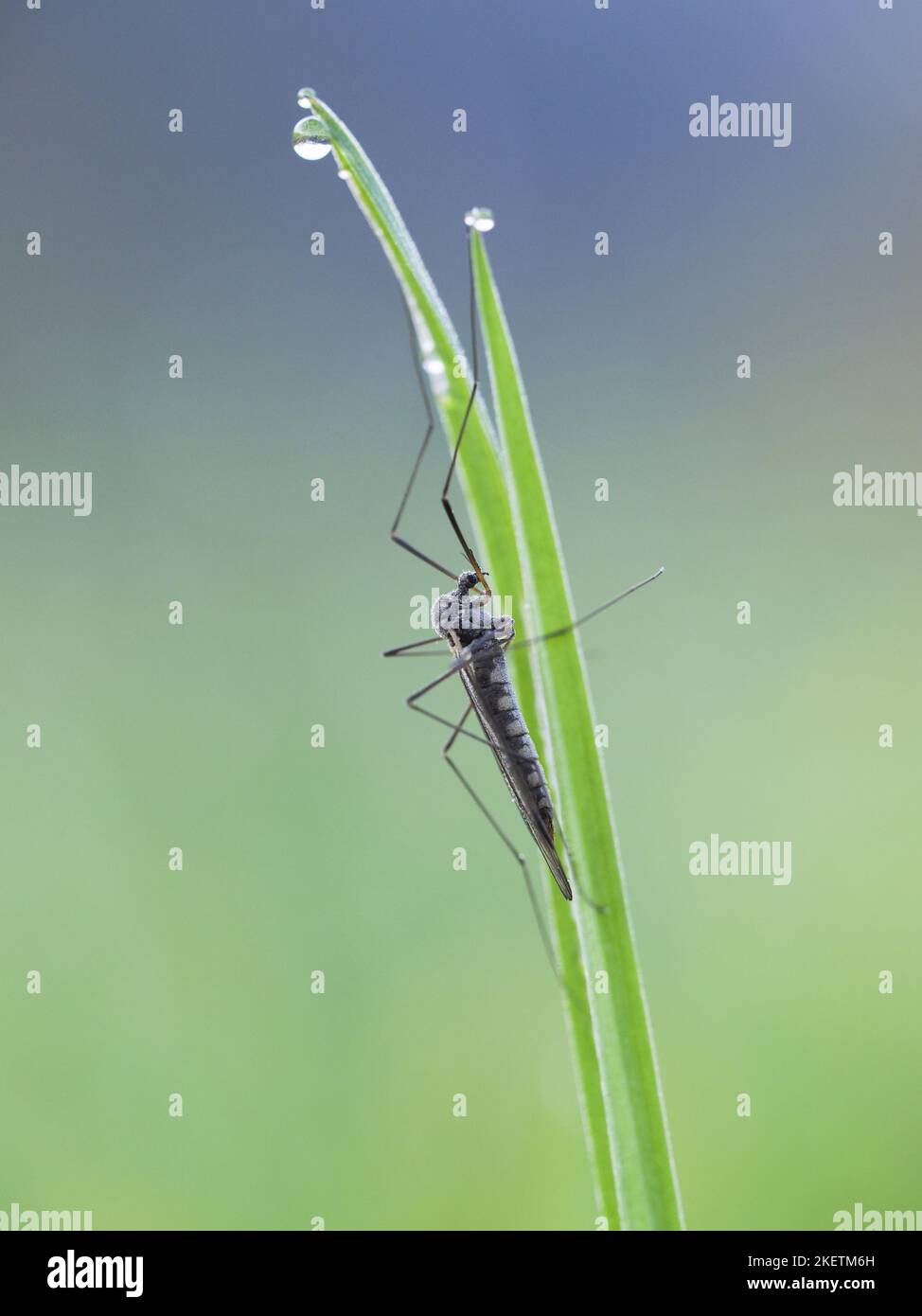 Craneflies water hi-res stock photography and images - Alamy