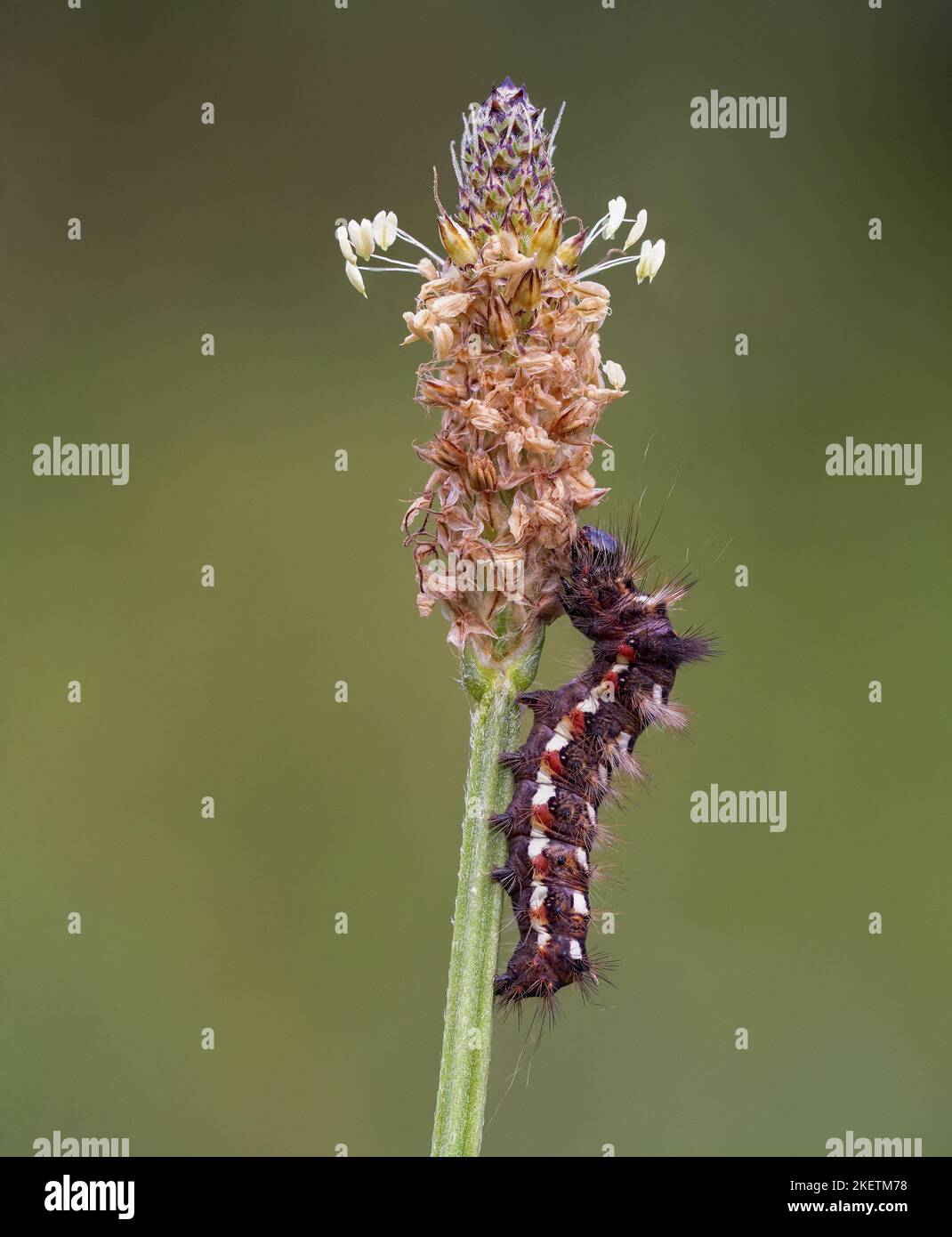 Knot grass moth caterpillar larva hi-res stock photography and images ...