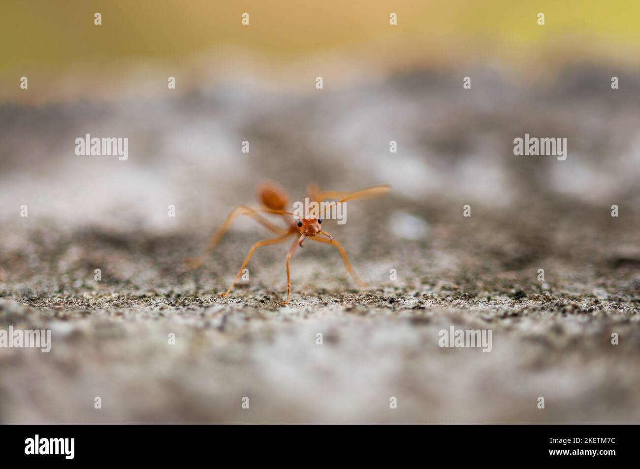 Ant sit hi-res stock photography and images - Alamy