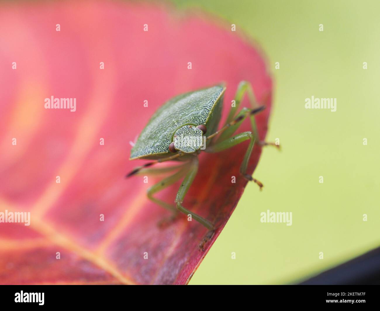 Green Shield Bug Stock Photo - Alamy