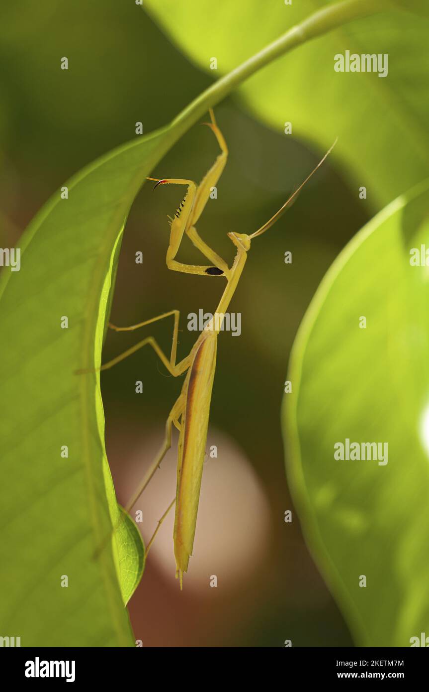 Mantis sit hi-res stock photography and images - Alamy