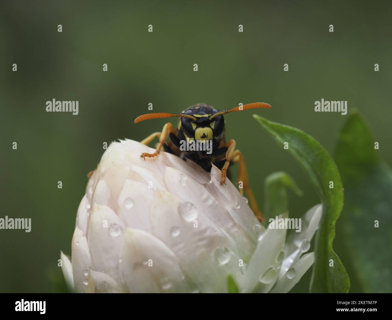 Arthropod paper hi-res stock photography and images - Alamy