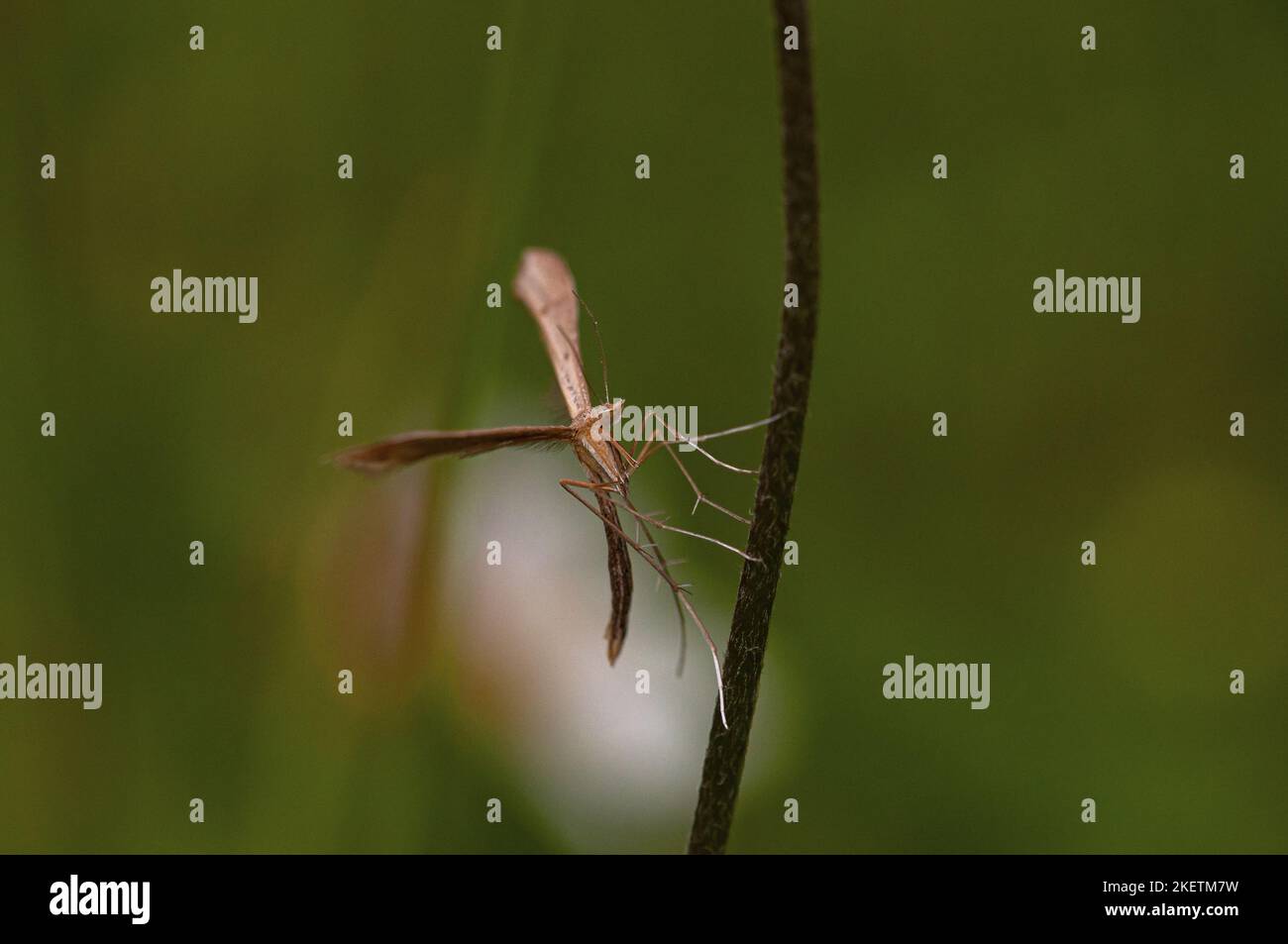 Many plumed moths hi-res stock photography and images - Alamy