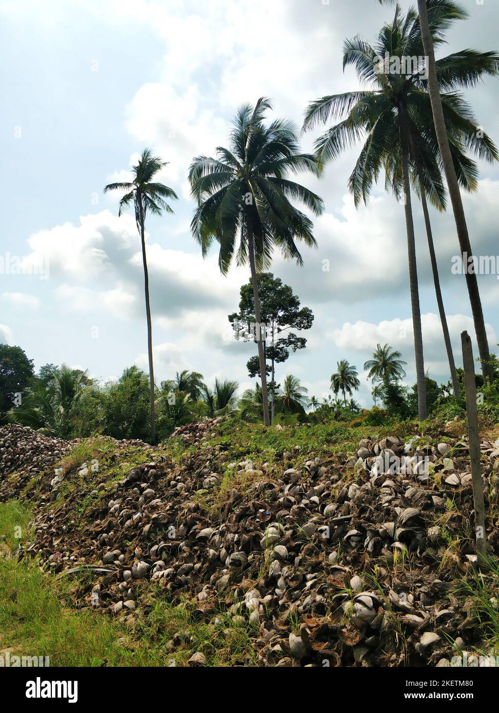 Coconut oil production. Mountains of coconut shells Stock Photo - Alamy