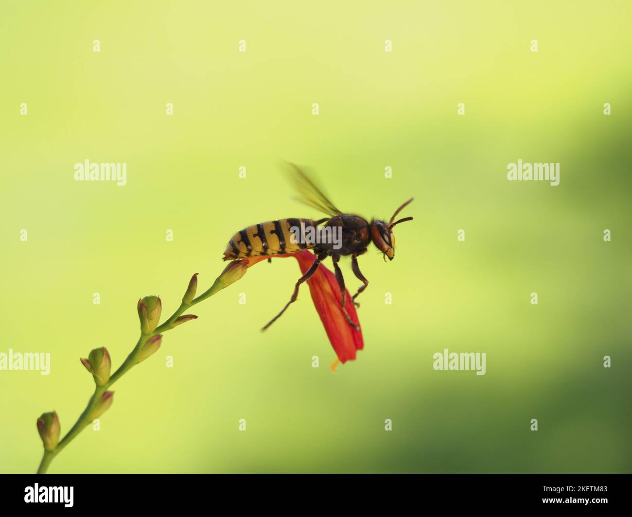 Hornet behavior hi-res stock photography and images - Alamy