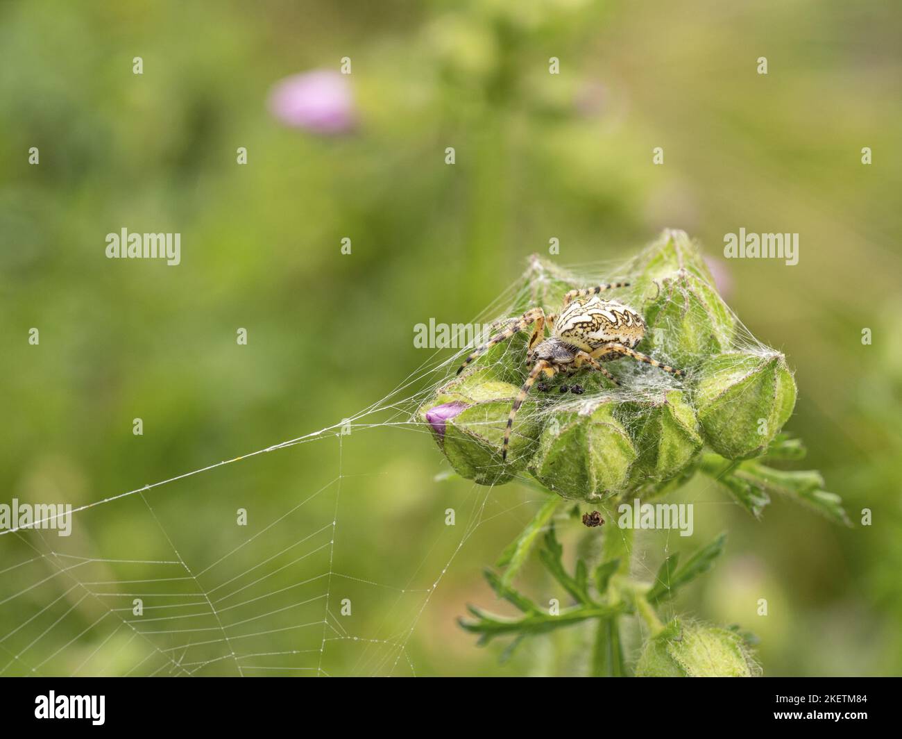 Oak spider hi-res stock photography and images - Alamy