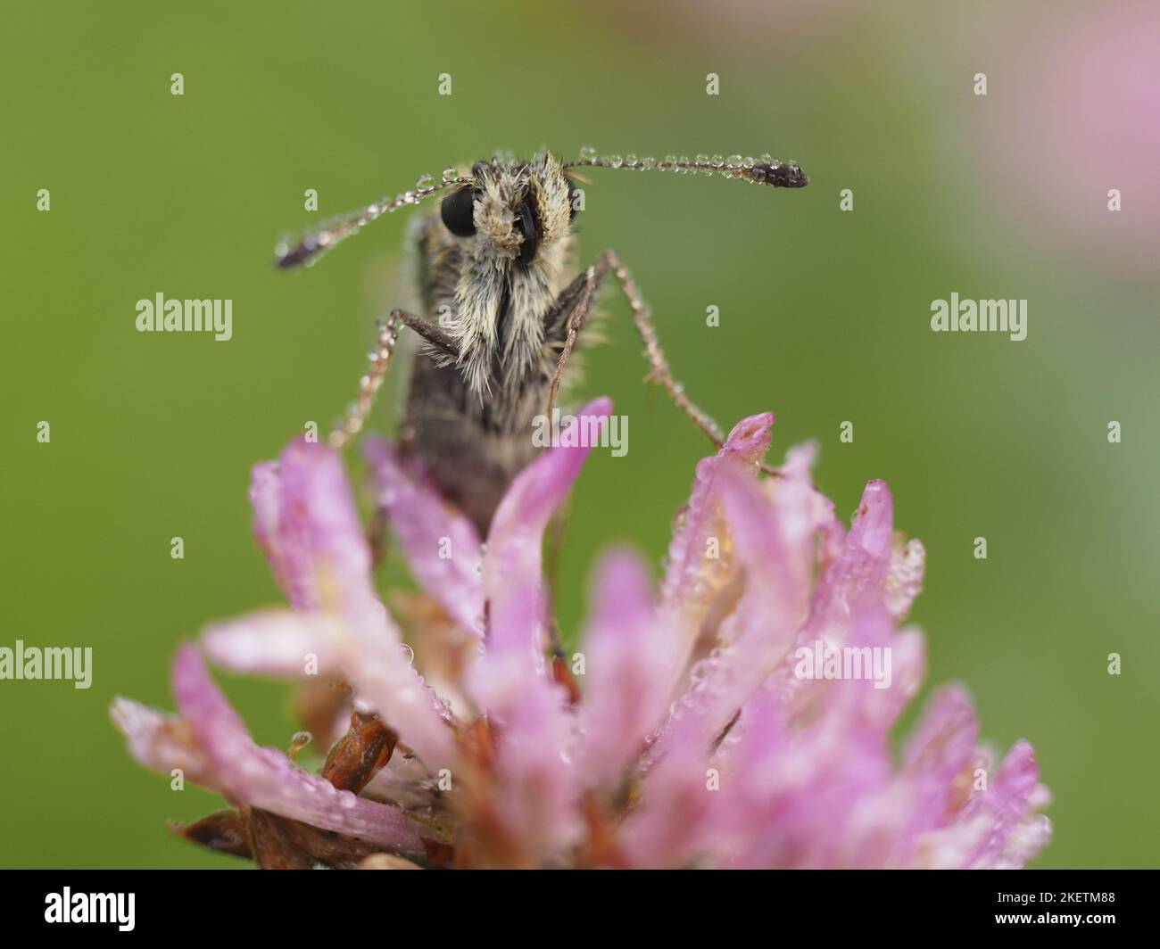 Silver spotted skipper or common branded skipper hi-res stock ...