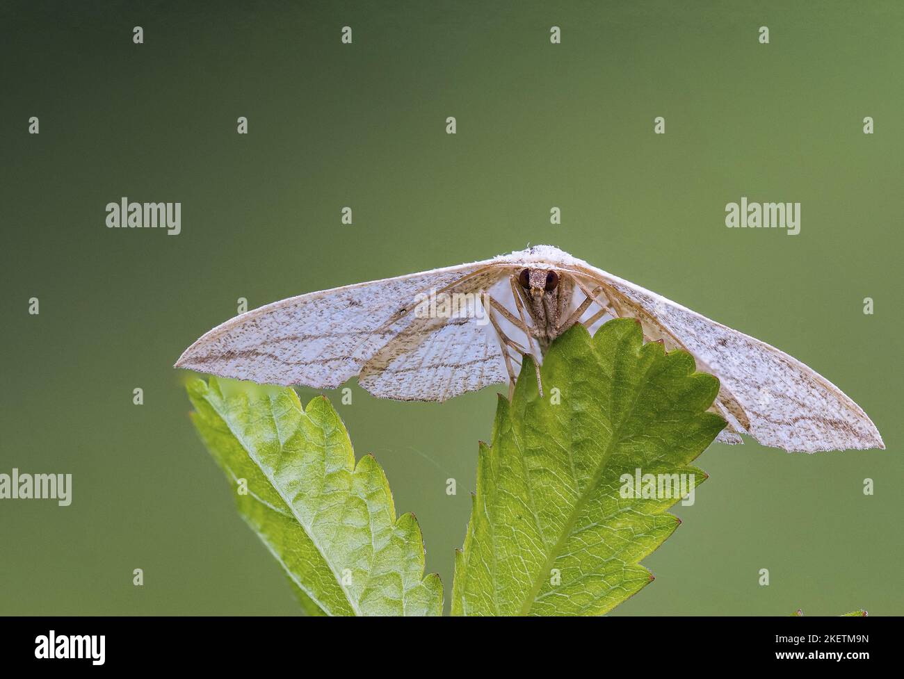 Spanner butterfly hi-res stock photography and images - Alamy