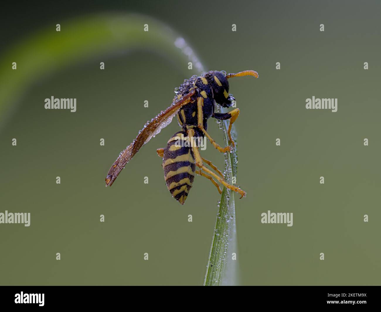 Yellowjacket wasp vespinae hymenoptera hi-res stock photography and ...