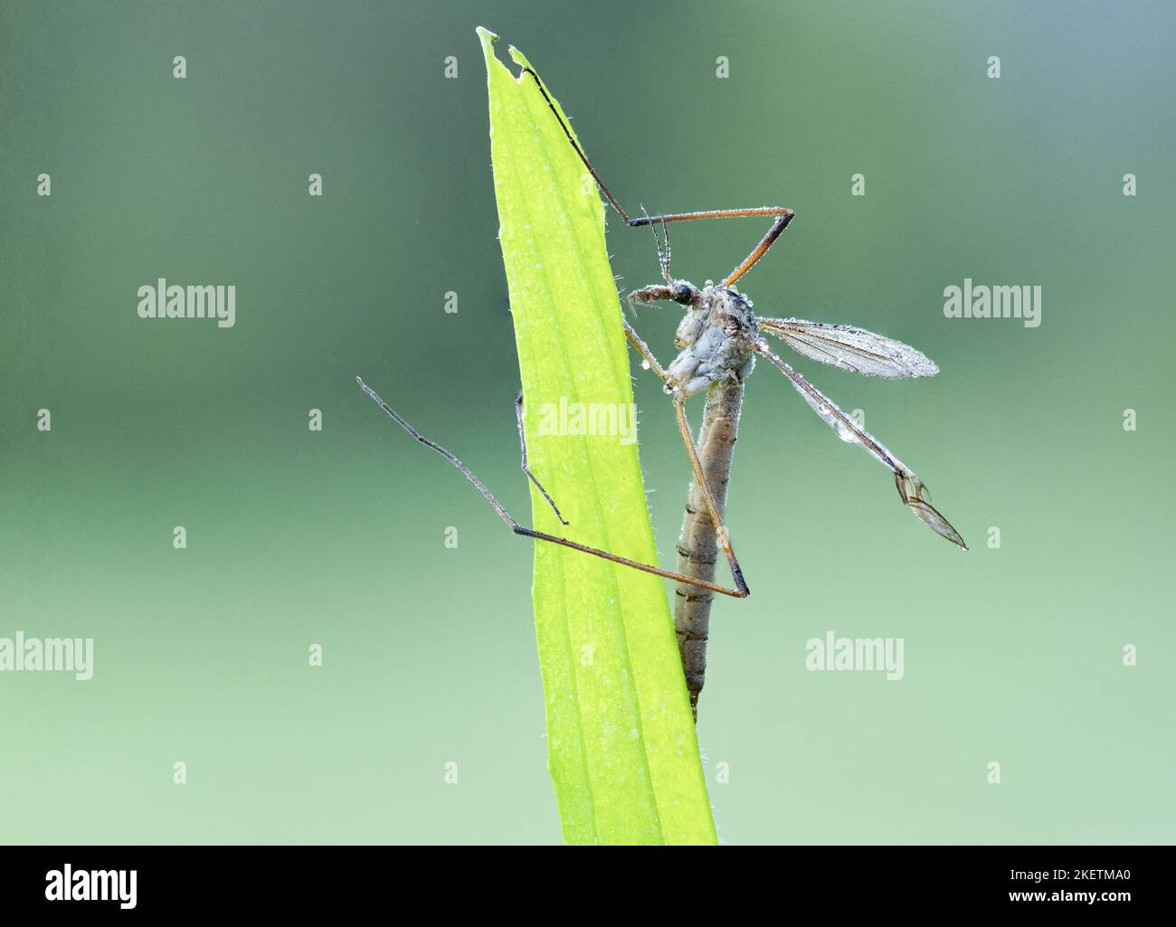 Craneflies water hi-res stock photography and images - Alamy