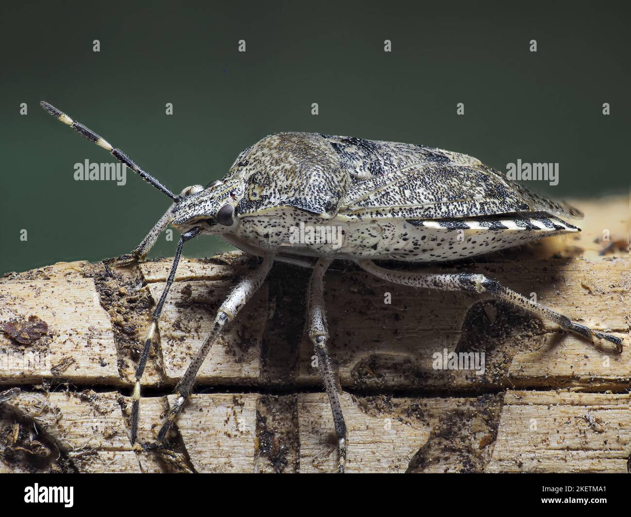 Mottled bug rhaphigaster nebulosa hi-res stock photography and images ...