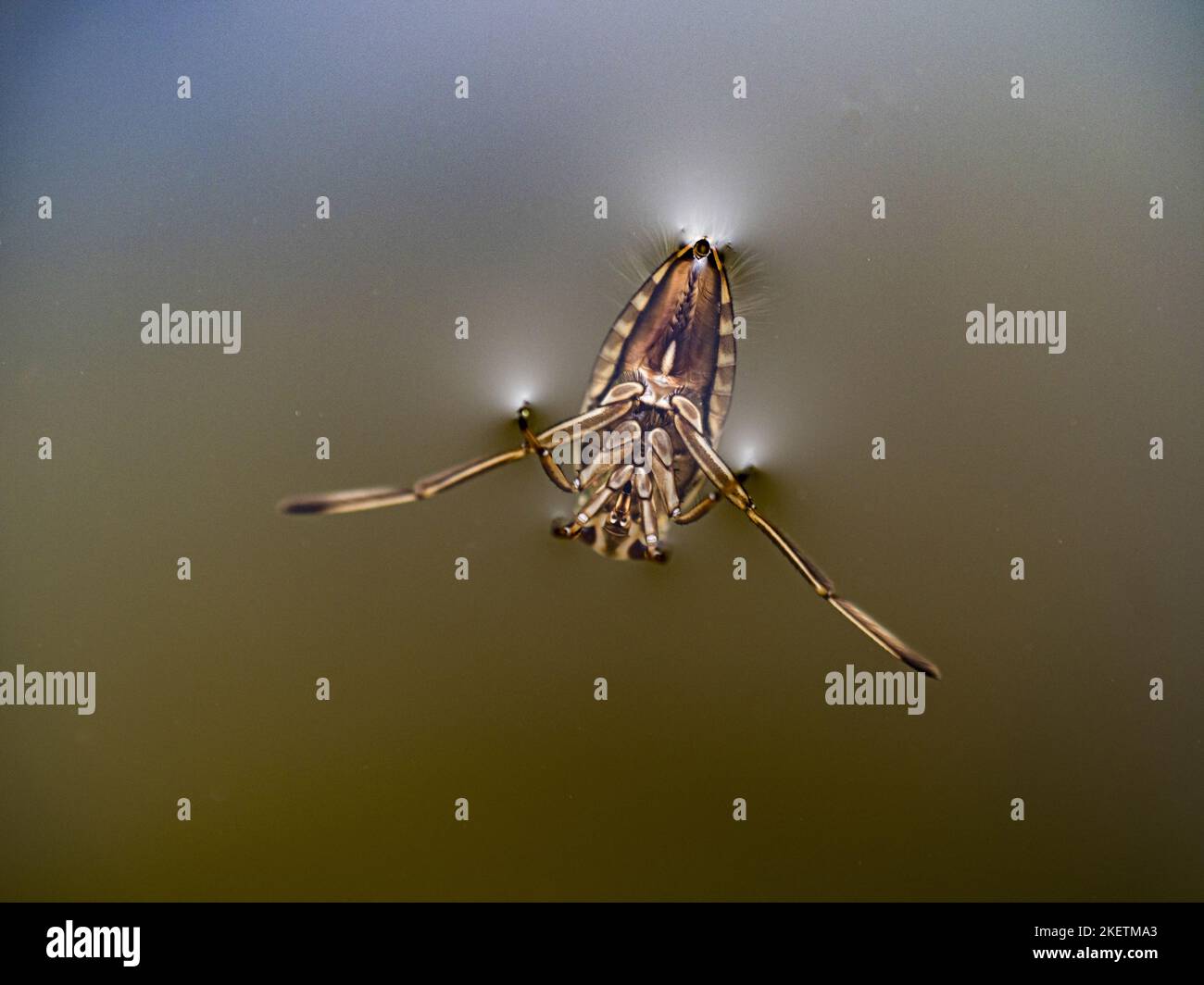 Backswimmer hemiptera notonectidae hi-res stock photography and images ...