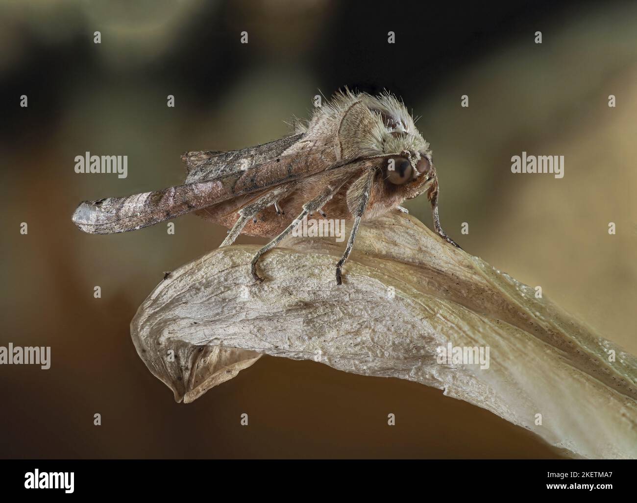 Lateral angle hi-res stock photography and images - Alamy