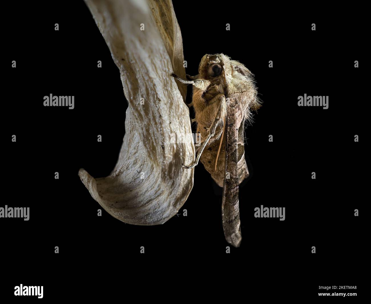 Lateral angle hi-res stock photography and images - Alamy