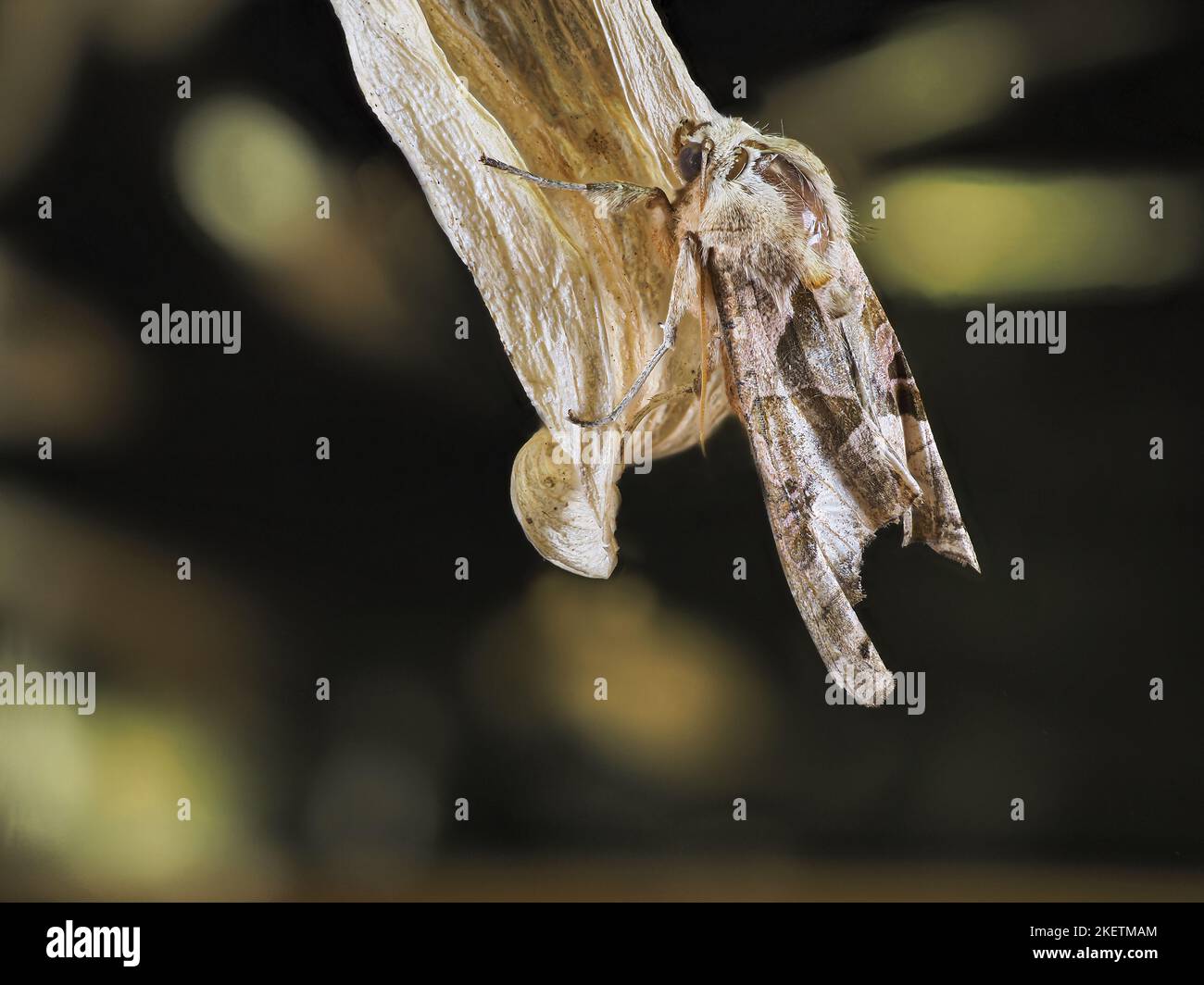 Lateral angle hi-res stock photography and images - Alamy