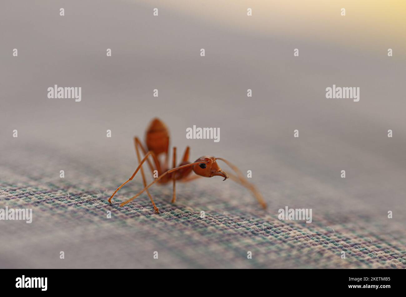 Gaster ants hi-res stock photography and images - Alamy