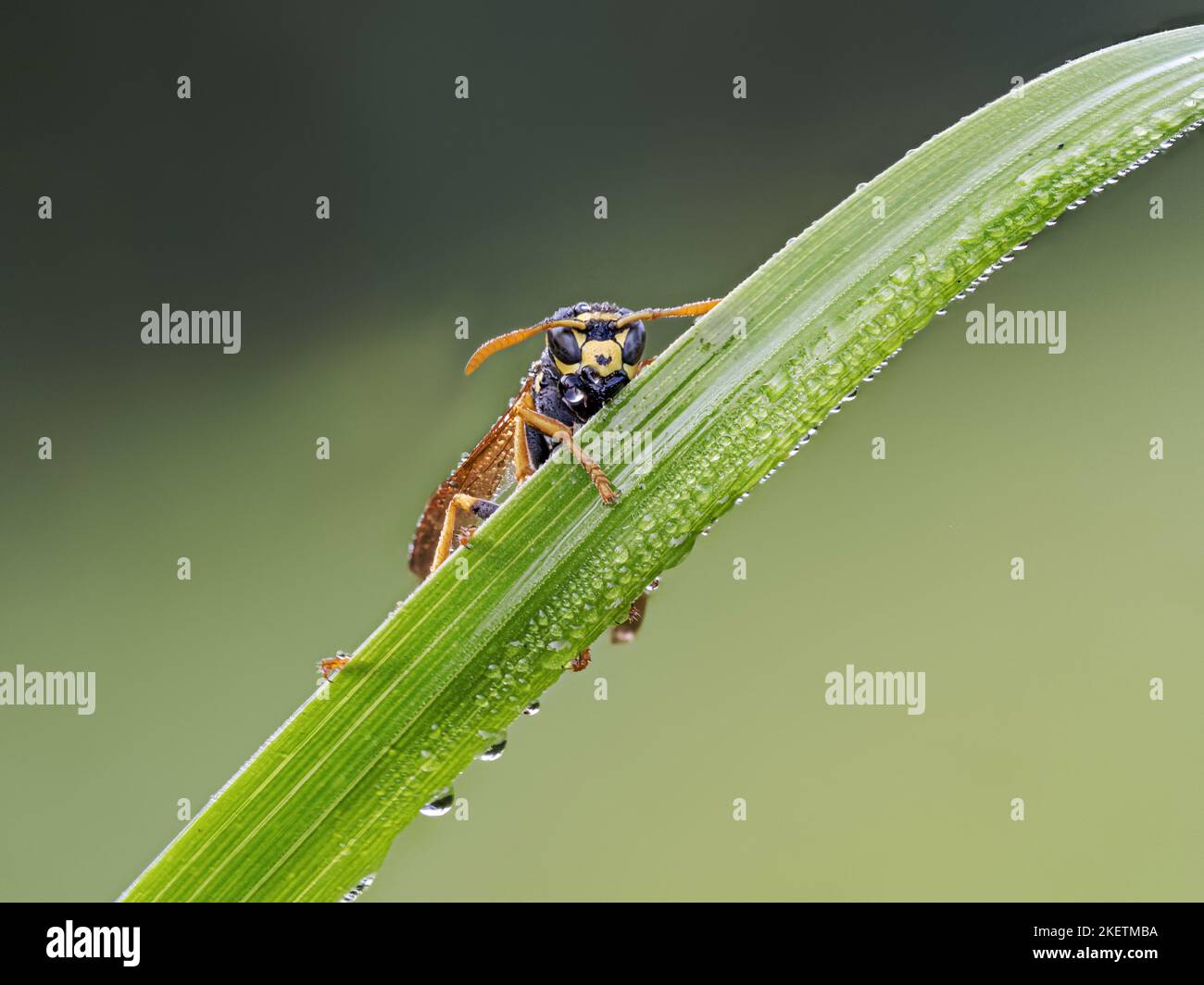 Yellowjacket wasp vespinae hymenoptera hi-res stock photography and ...