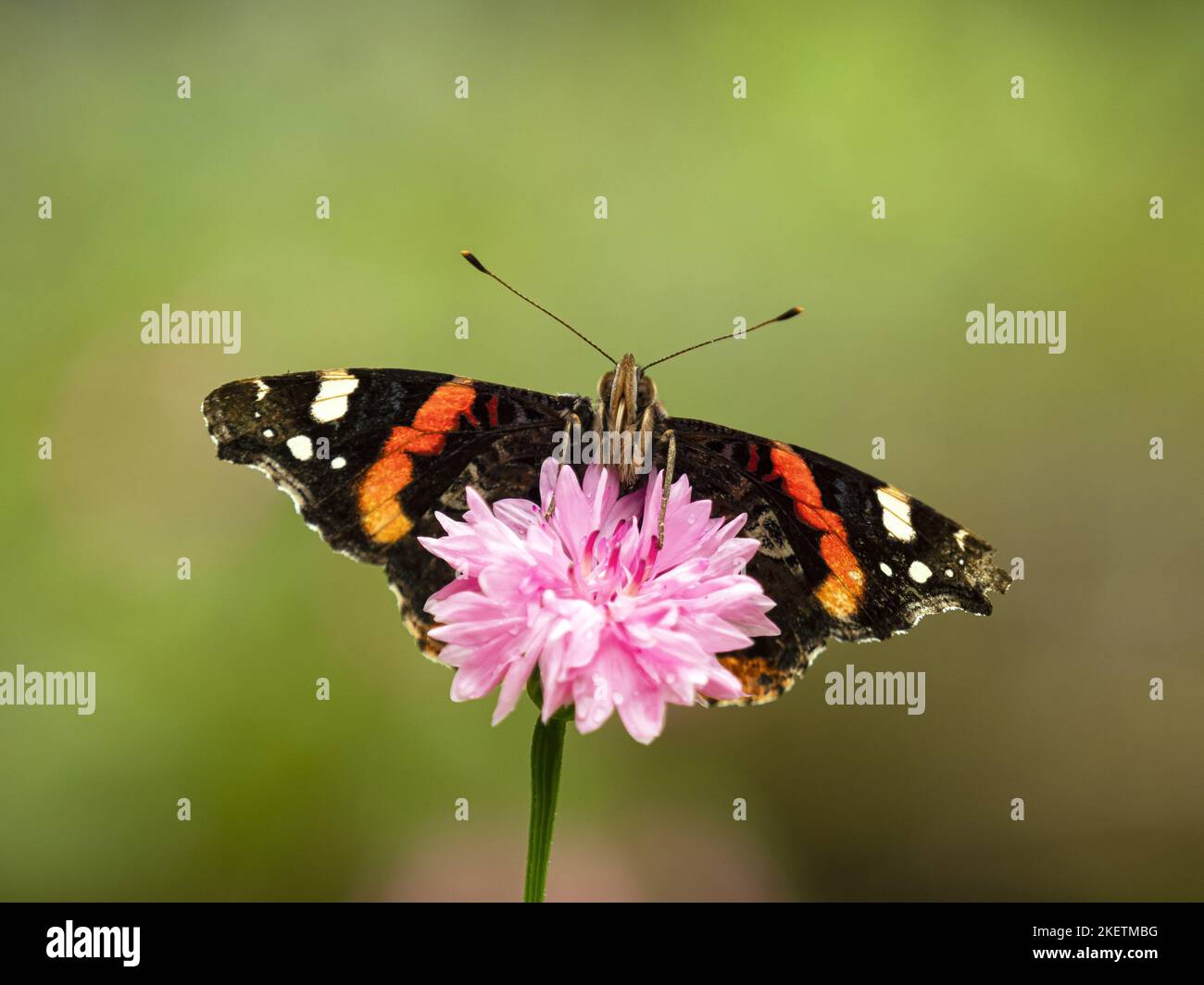 Landscape format red admiral hi-res stock photography and images - Alamy