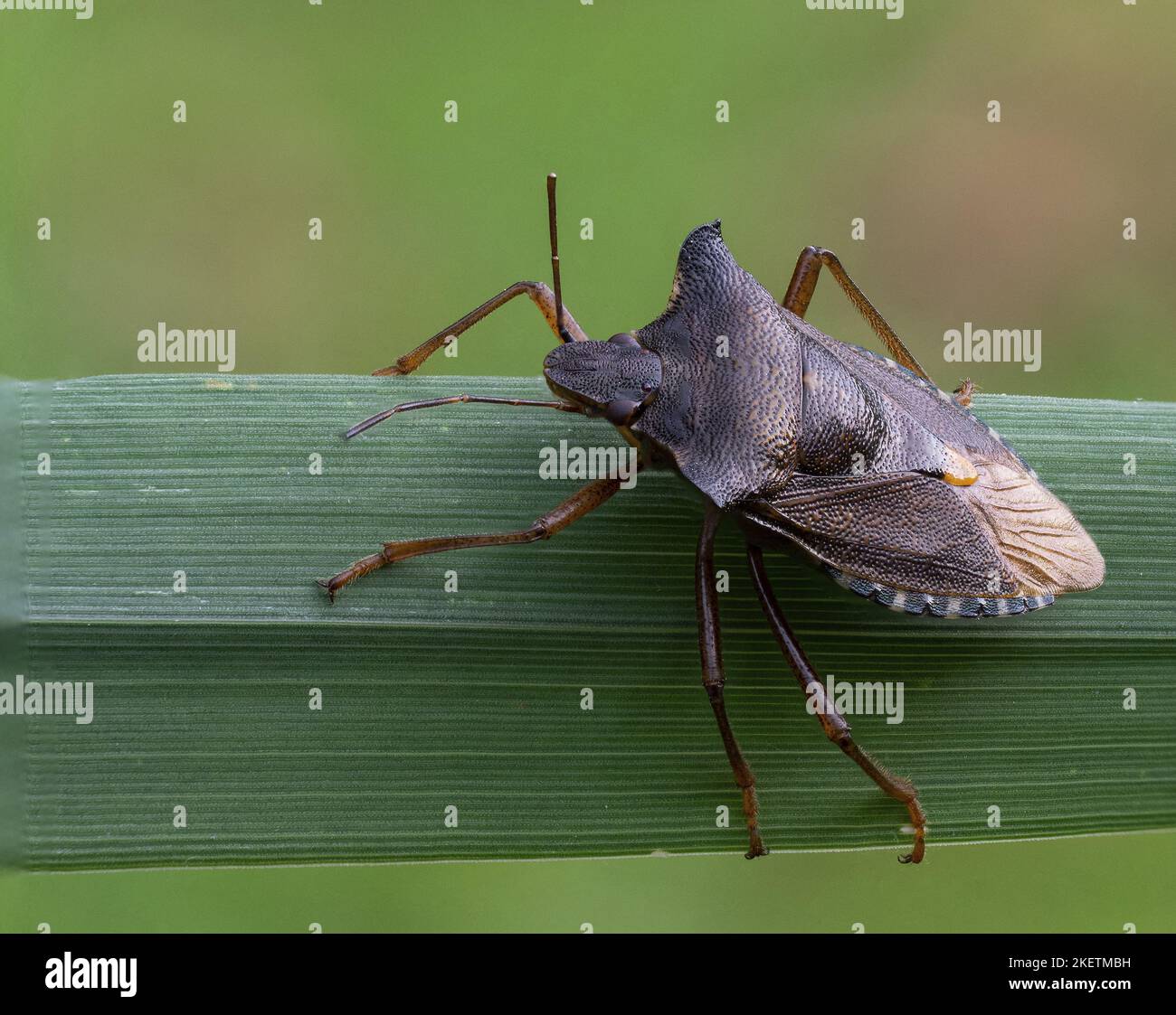 Red legged forest bugs hi-res stock photography and images - Alamy