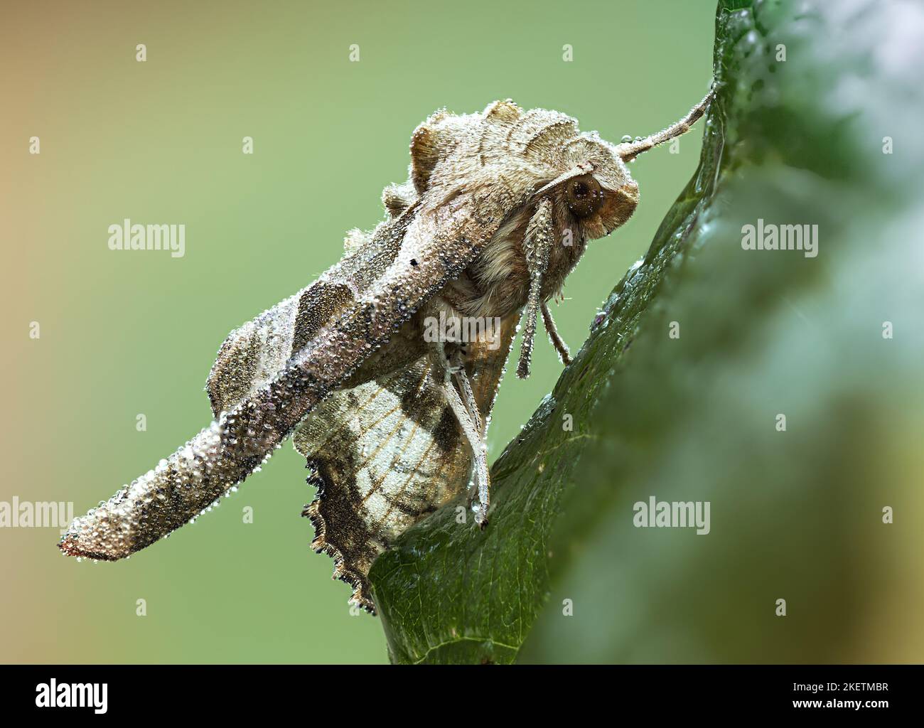 Lateral angle hi-res stock photography and images - Alamy