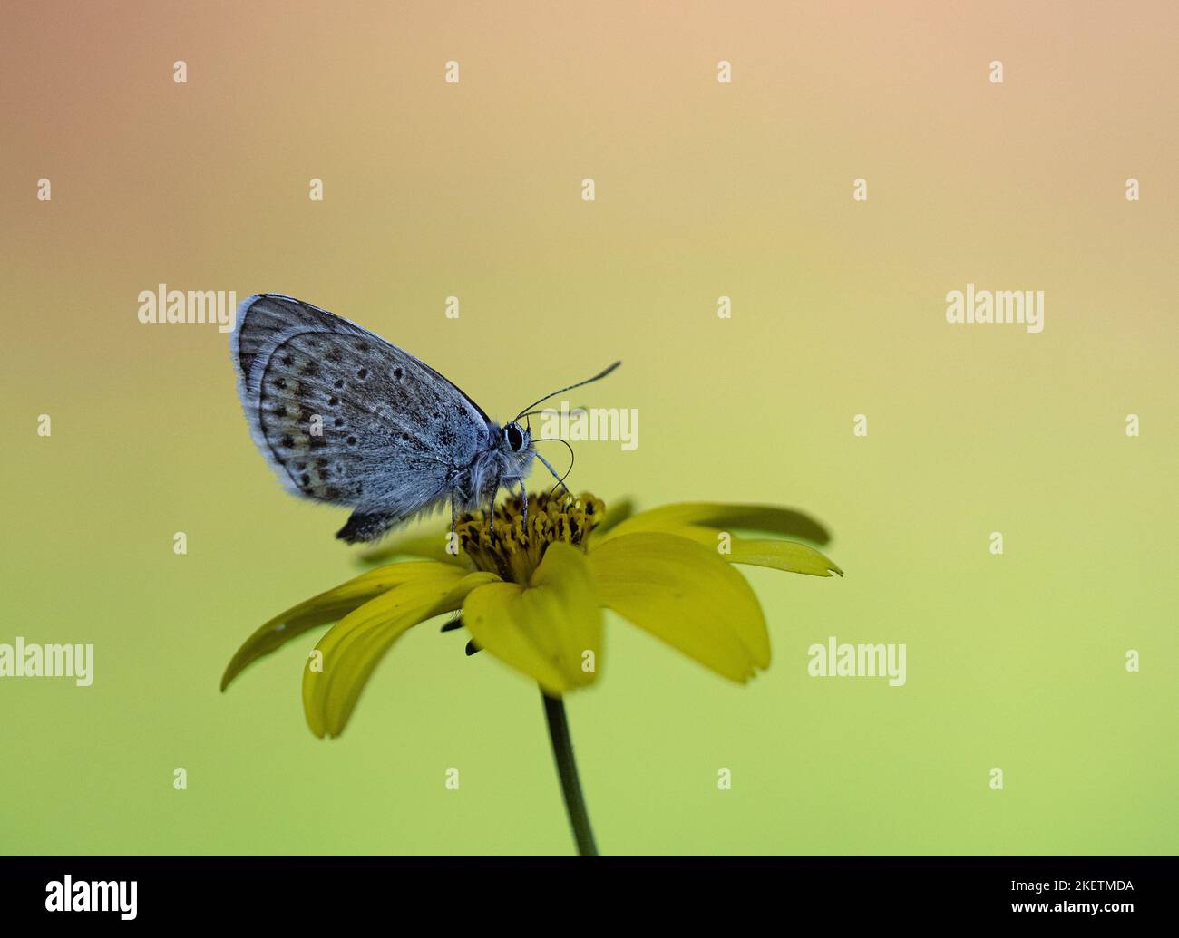 Gossamer winged butterflies hi-res stock photography and images - Alamy