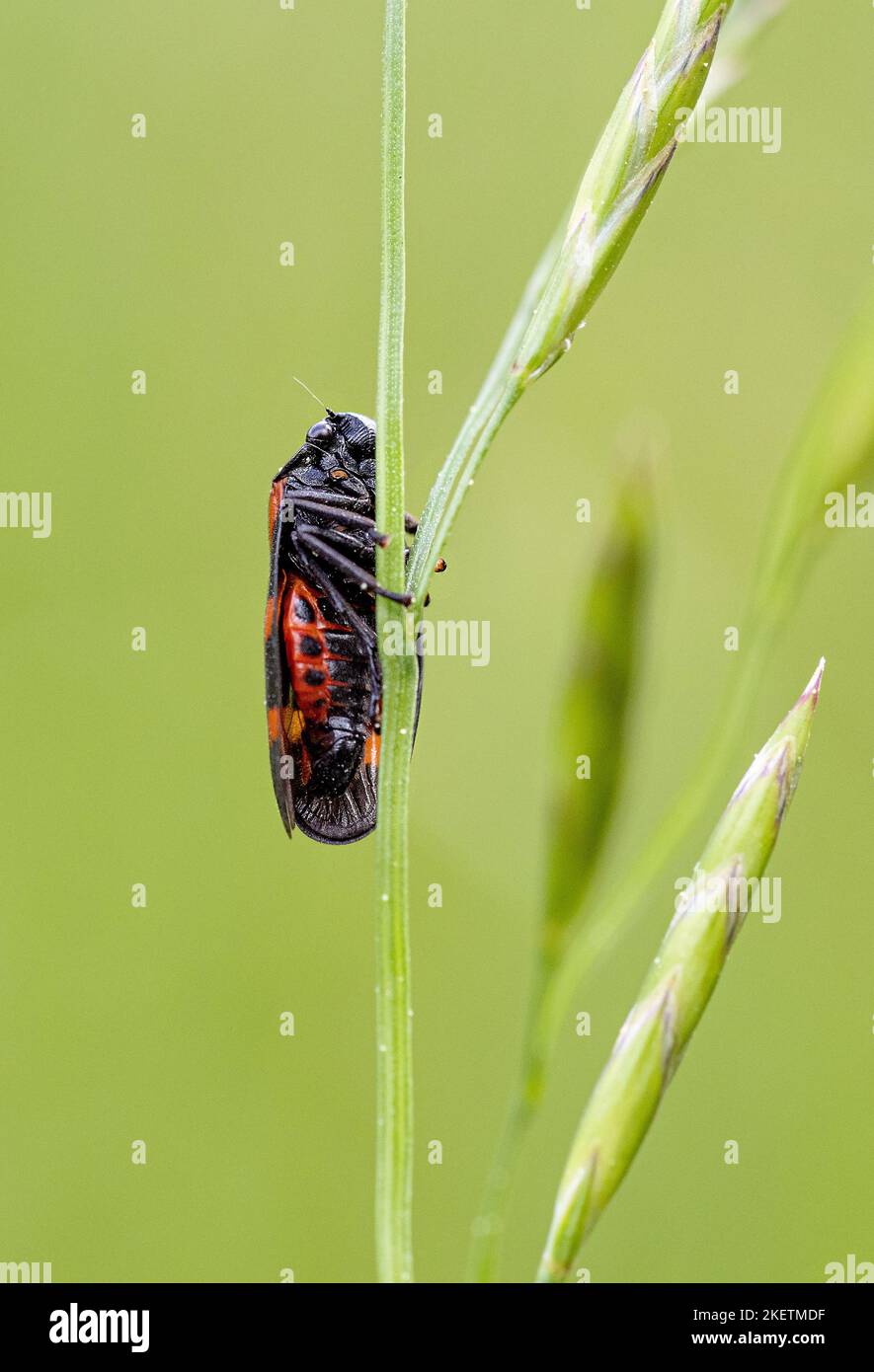 Adult froghopper hi-res stock photography and images - Alamy