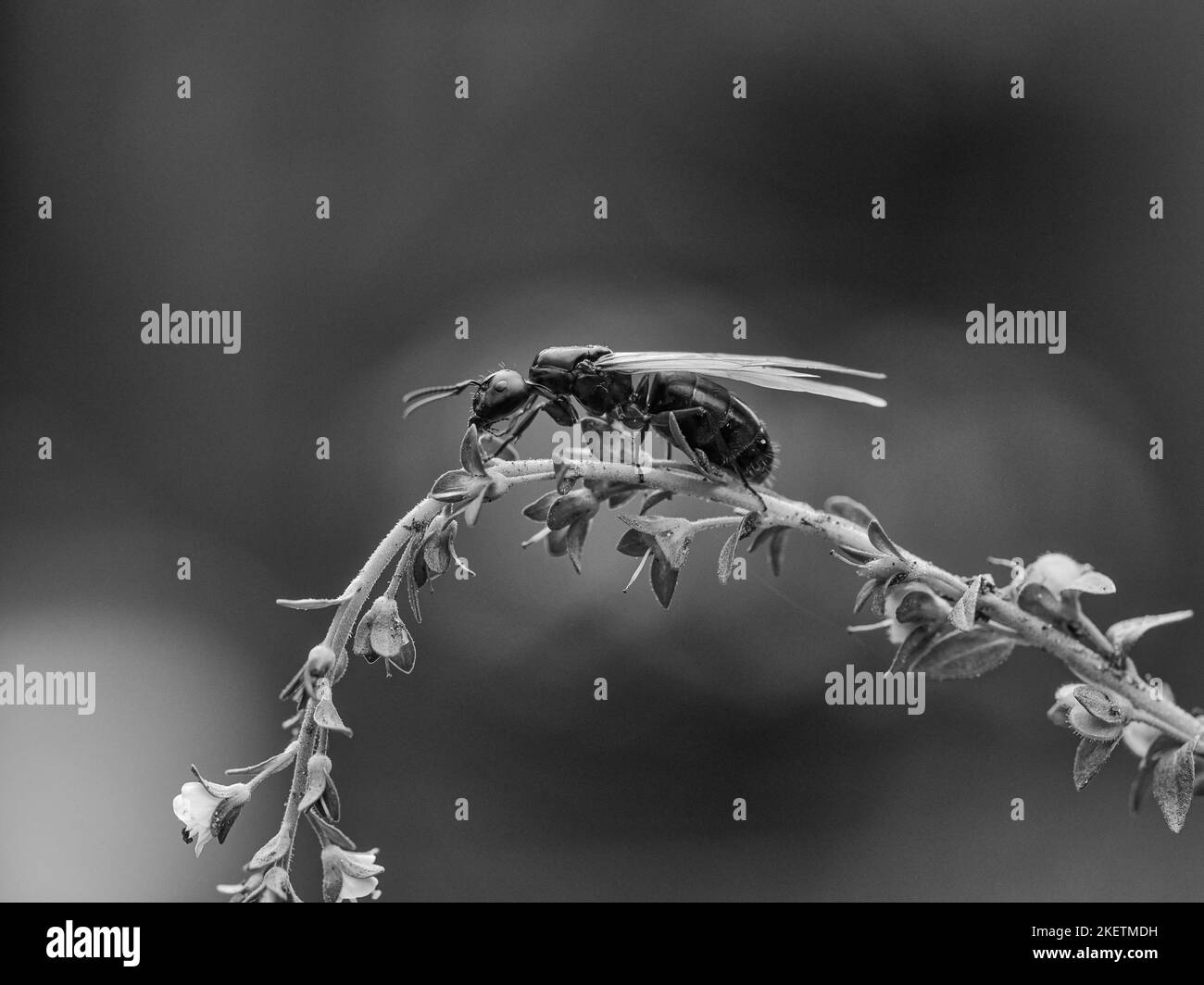 Macro ant photography Black and White Stock Photos & Images - Alamy