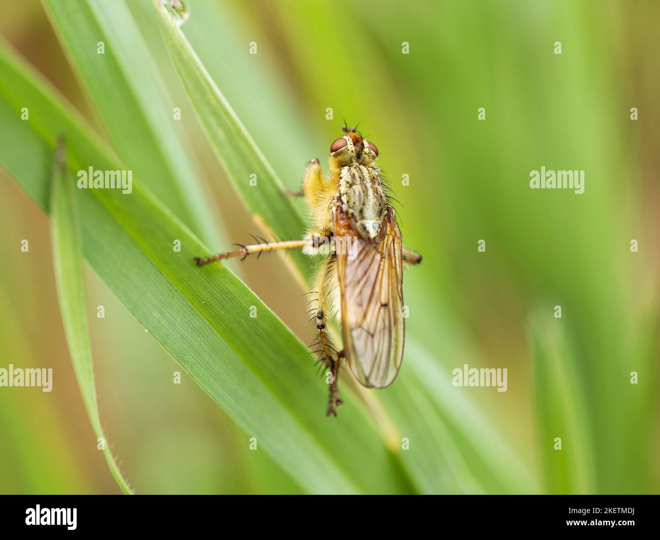 Common dung fly hi-res stock photography and images - Alamy
