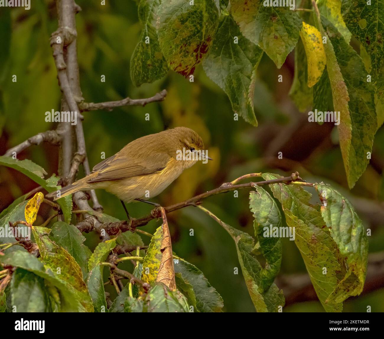Common chiffchaffs hi-res stock photography and images - Alamy