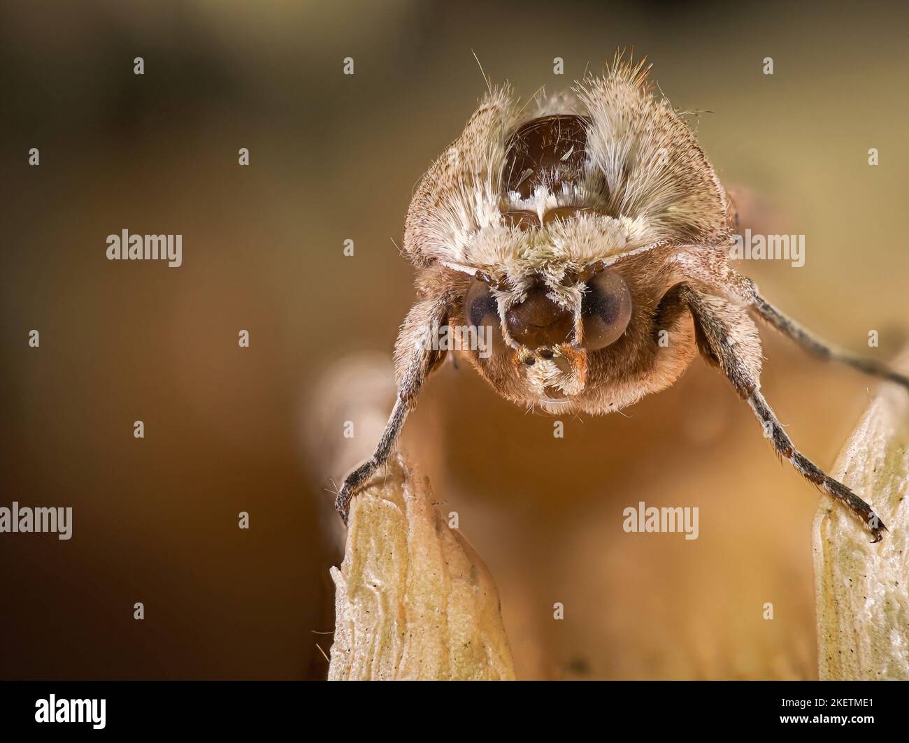 Highlight shades hi-res stock photography and images - Alamy