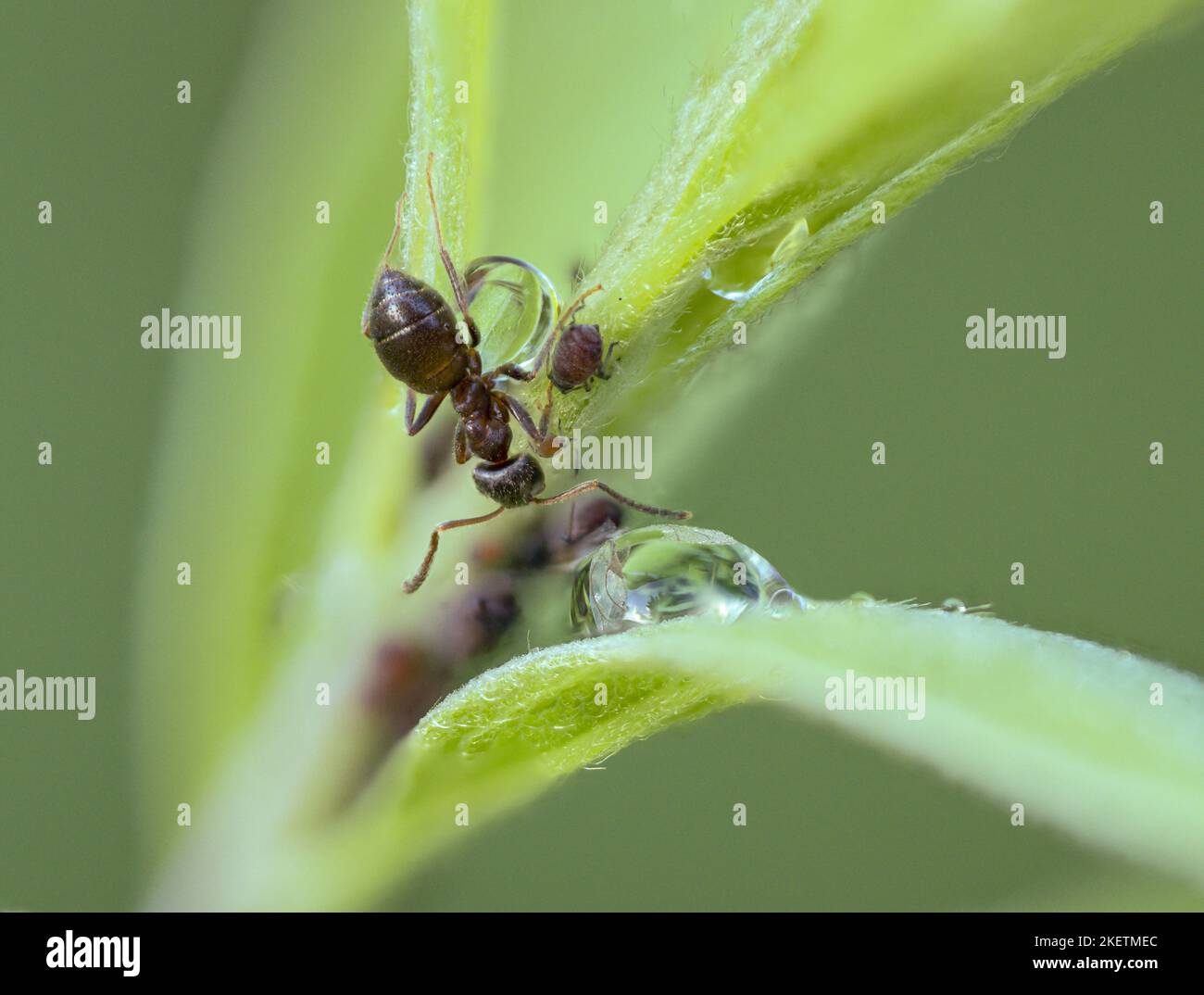 excised wood ant Stock Photo - Alamy