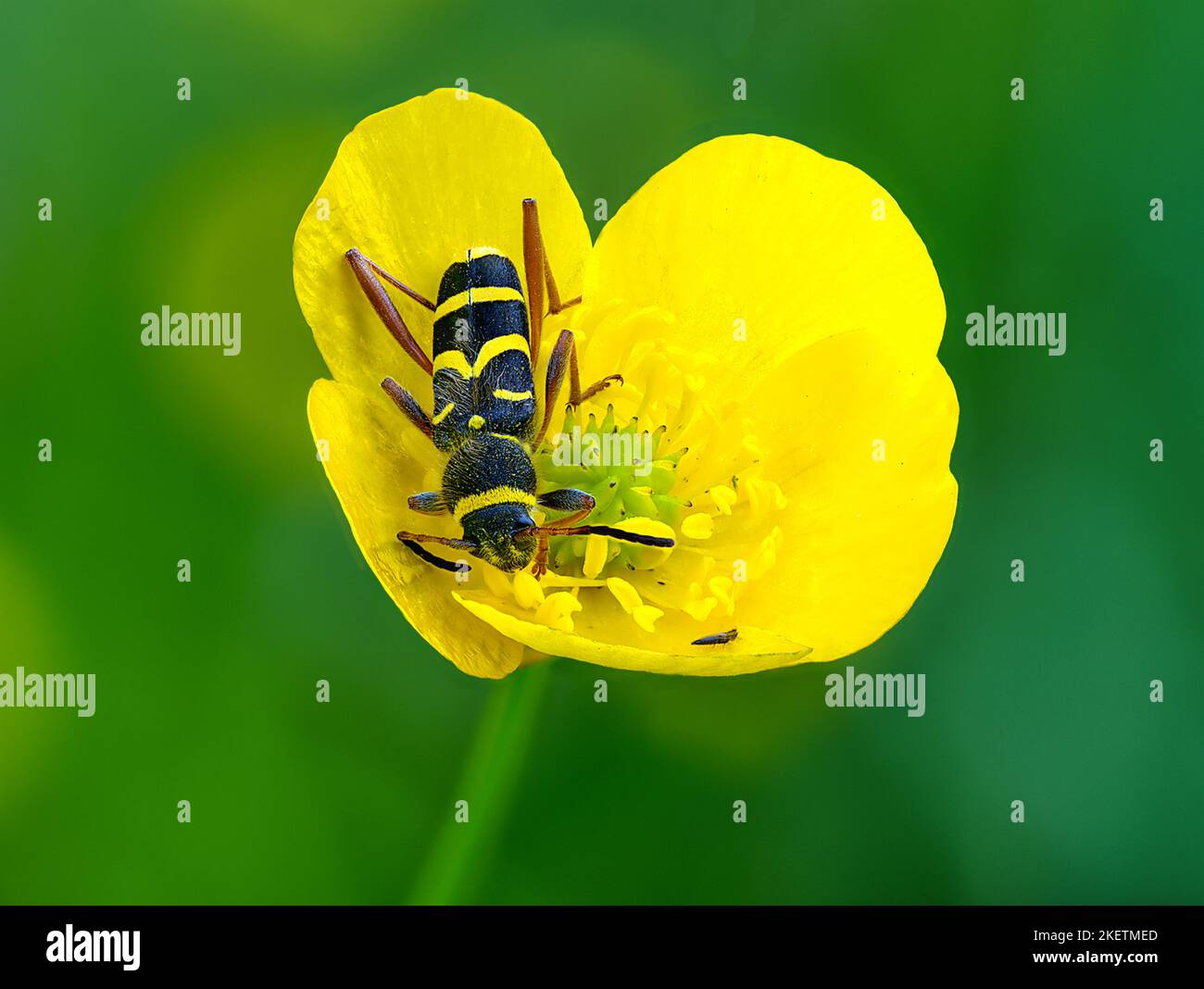 Wasp beetle hi-res stock photography and images - Alamy