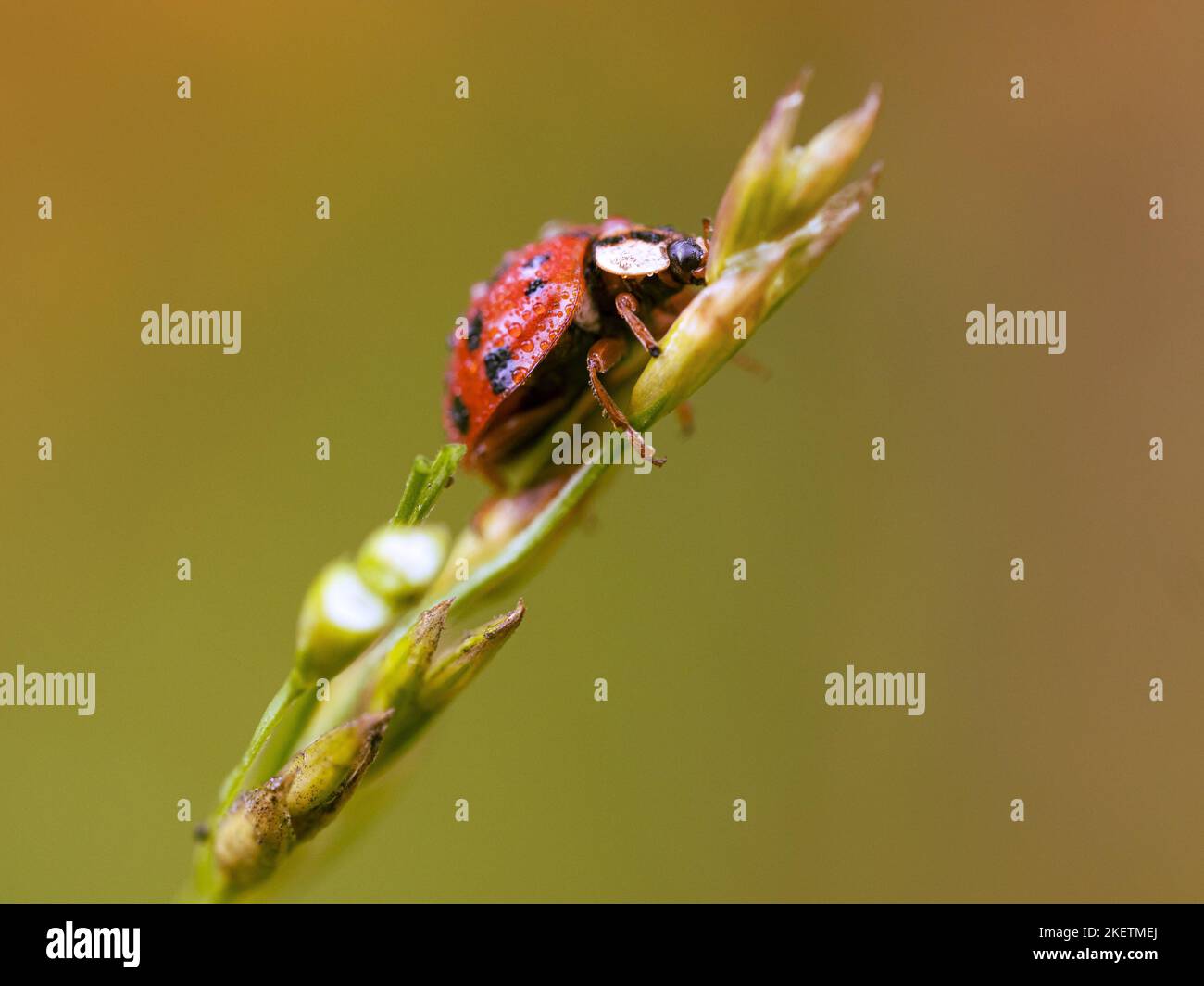 Ladybird ladybug morning dew hi-res stock photography and images - Alamy