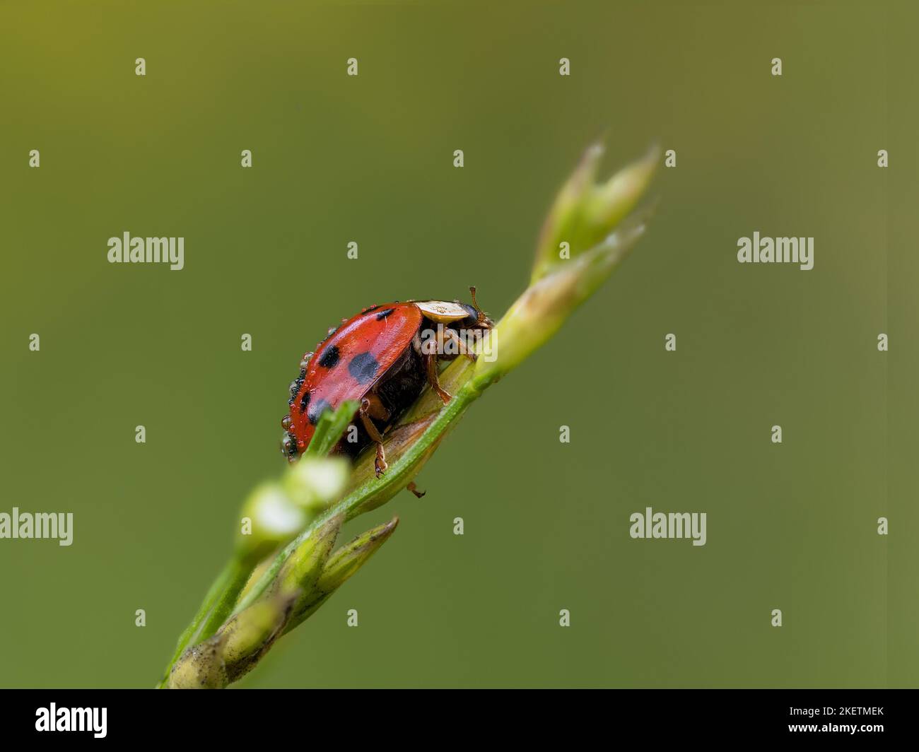 Outdoor pearls and insects hi-res stock photography and images - Alamy