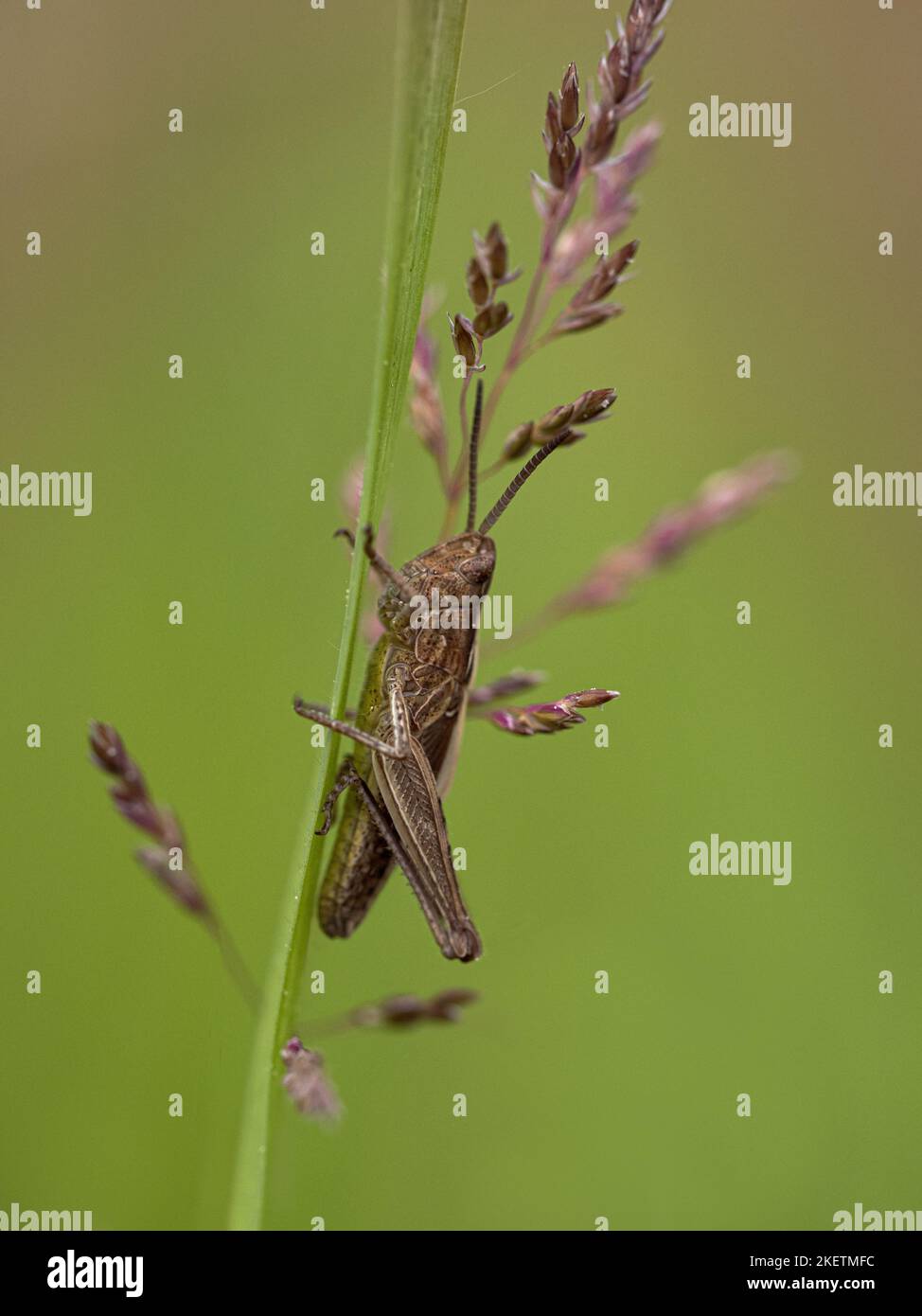 Swarming grasshopper hi-res stock photography and images - Alamy