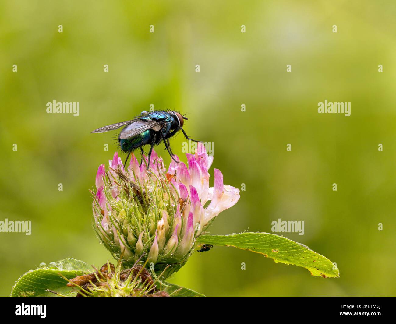 European green blowfly Stock Photo - Alamy