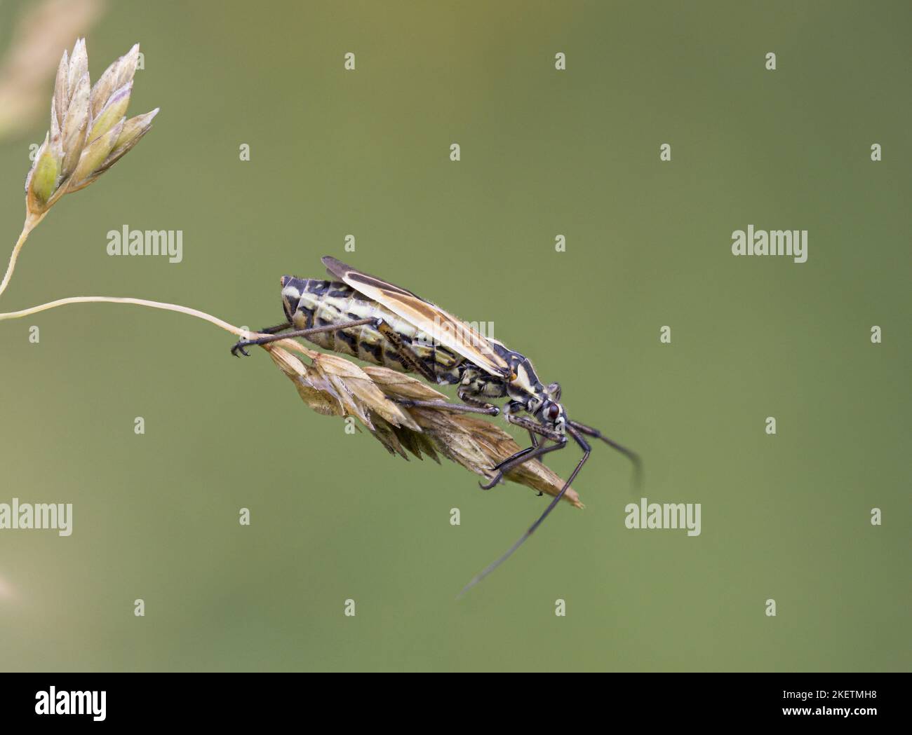 meadow plant bug Stock Photo - Alamy