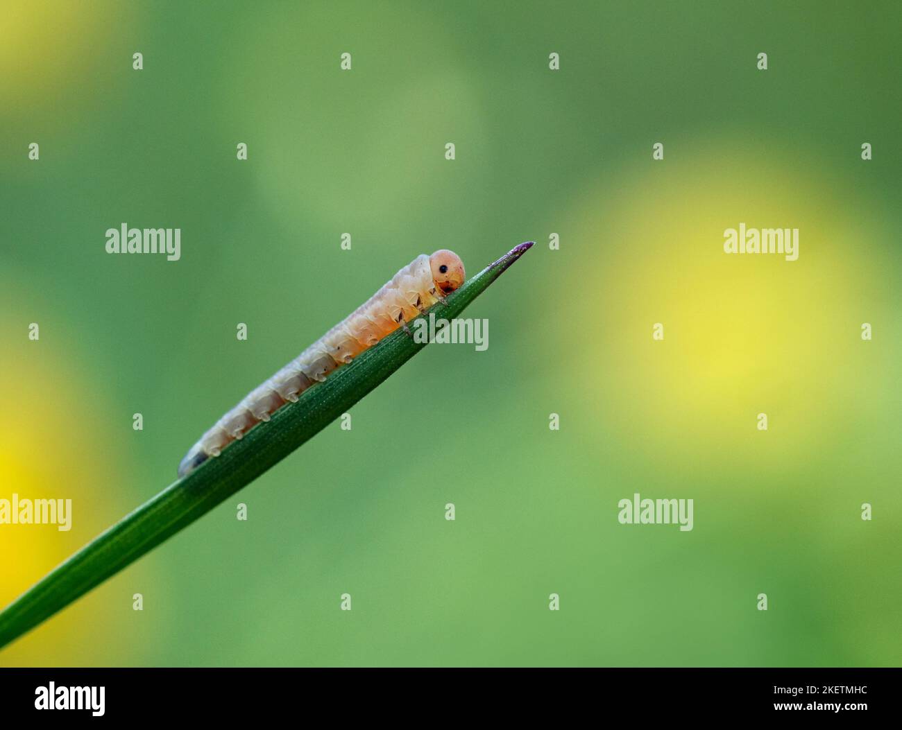 Looper caterpillars hi-res stock photography and images - Alamy
