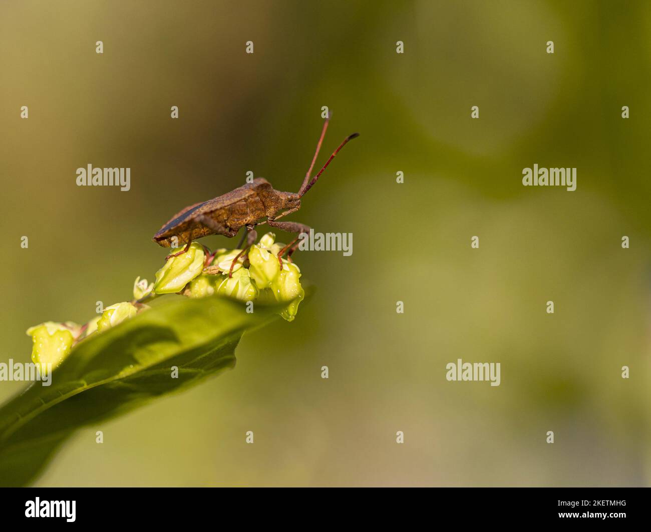 Black shouldered shield bug hi-res stock photography and images - Alamy