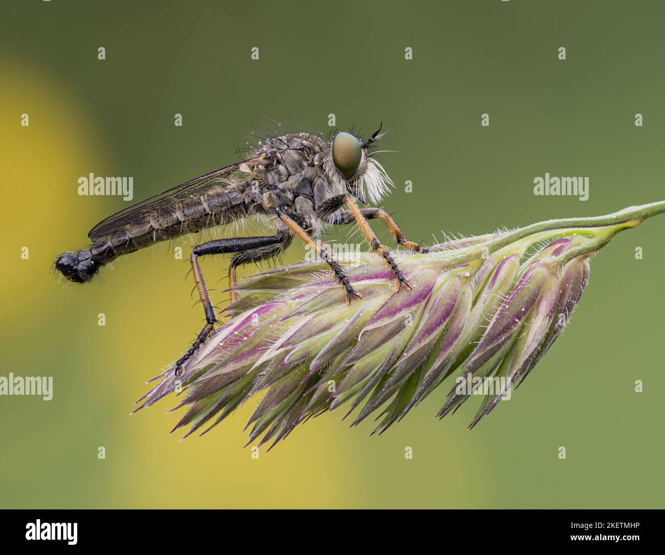 common awl robberfly Stock Photo - Alamy