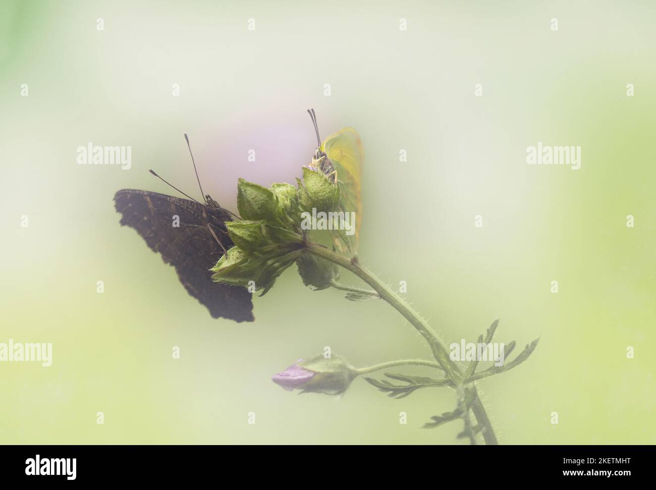 european peacock and common brimstone Stock Photo - Alamy