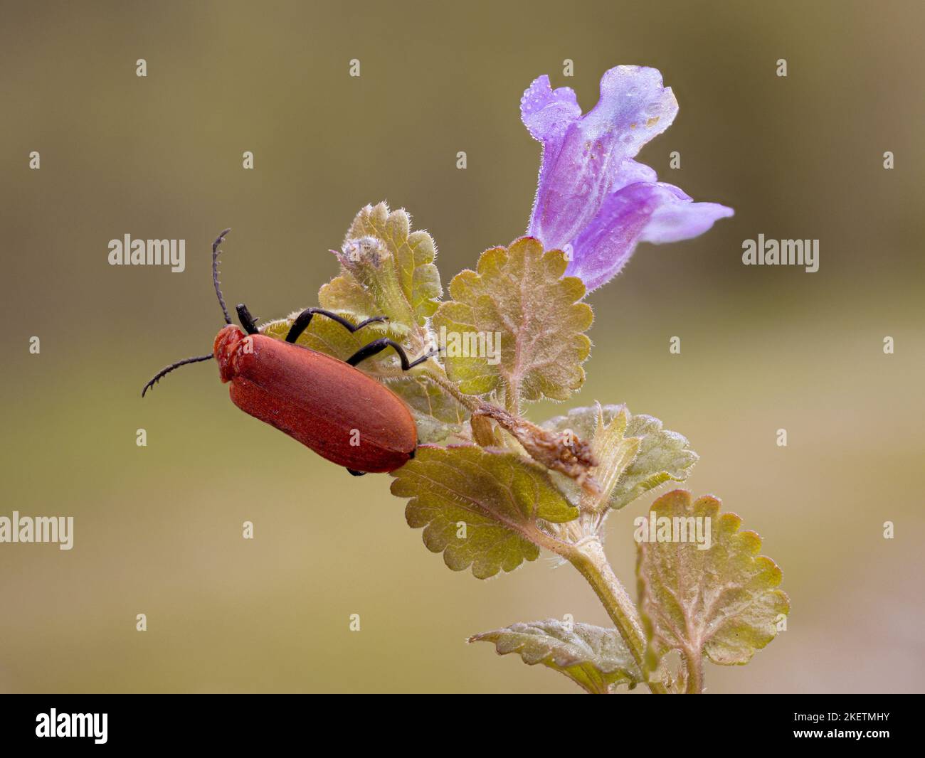 Black headed cardinal beetle hi-res stock photography and images - Alamy