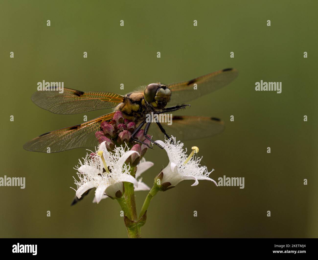 Four spotted flowers hi-res stock photography and images - Alamy