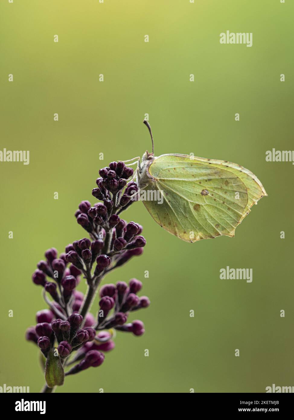Brimstone profile hi-res stock photography and images - Alamy