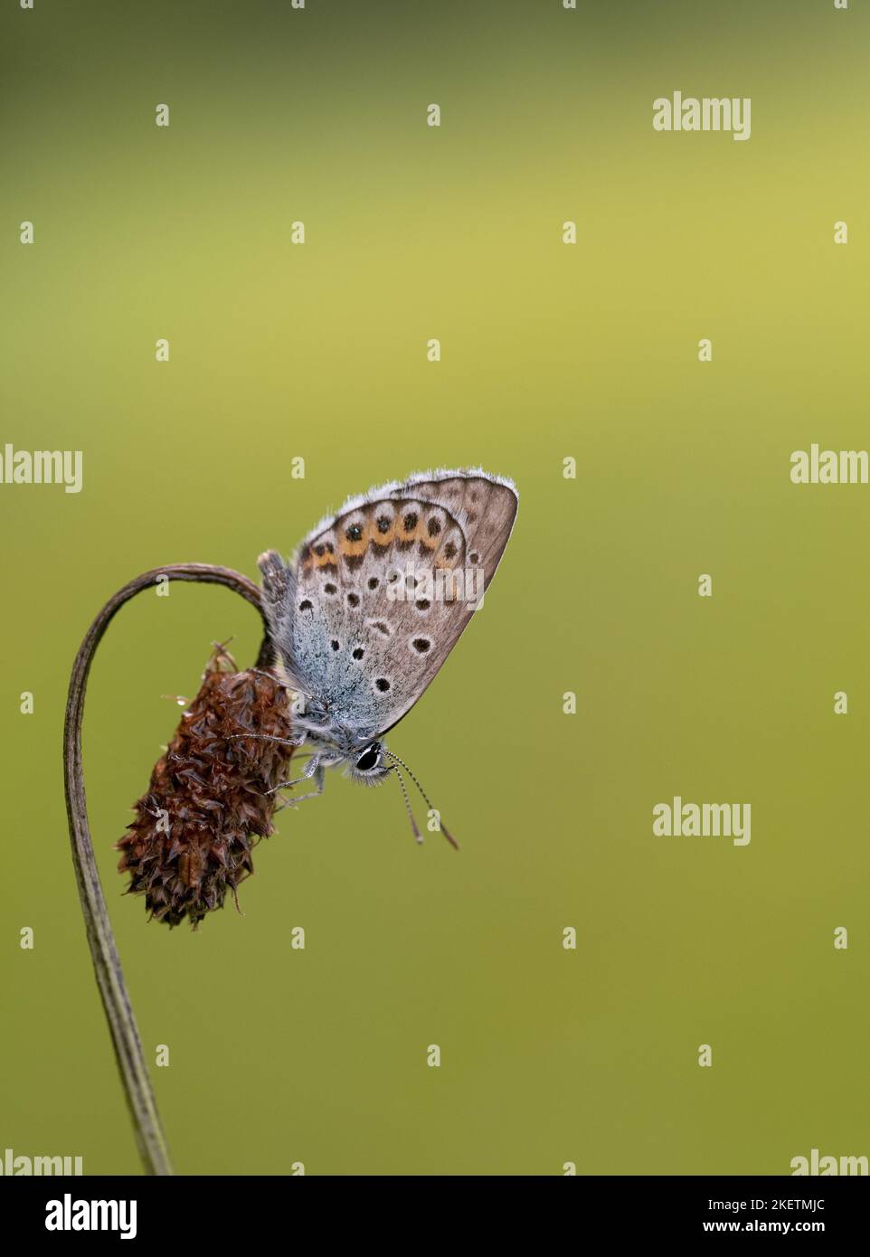 Profile of silver studded blue hi-res stock photography and images - Alamy
