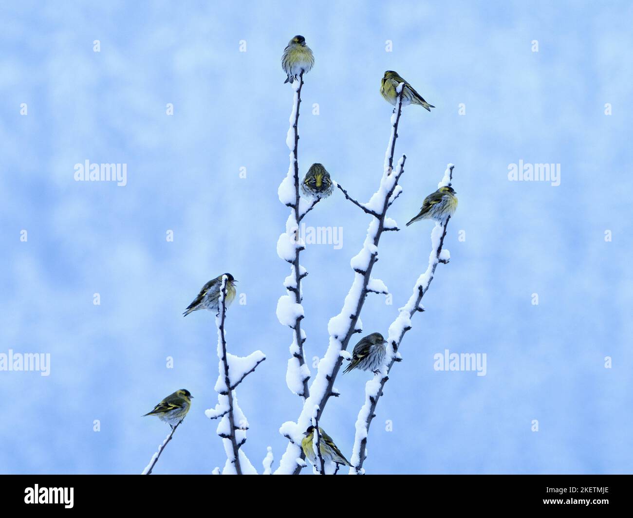 Siskin group hi-res stock photography and images - Alamy