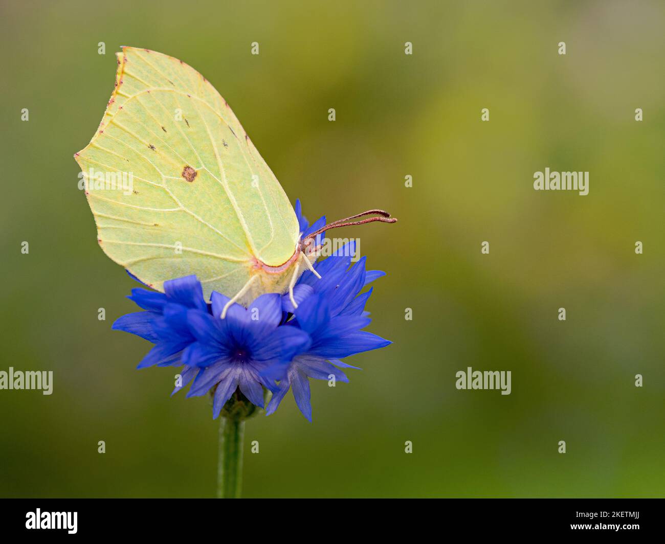 Brimstone profile hi-res stock photography and images - Alamy