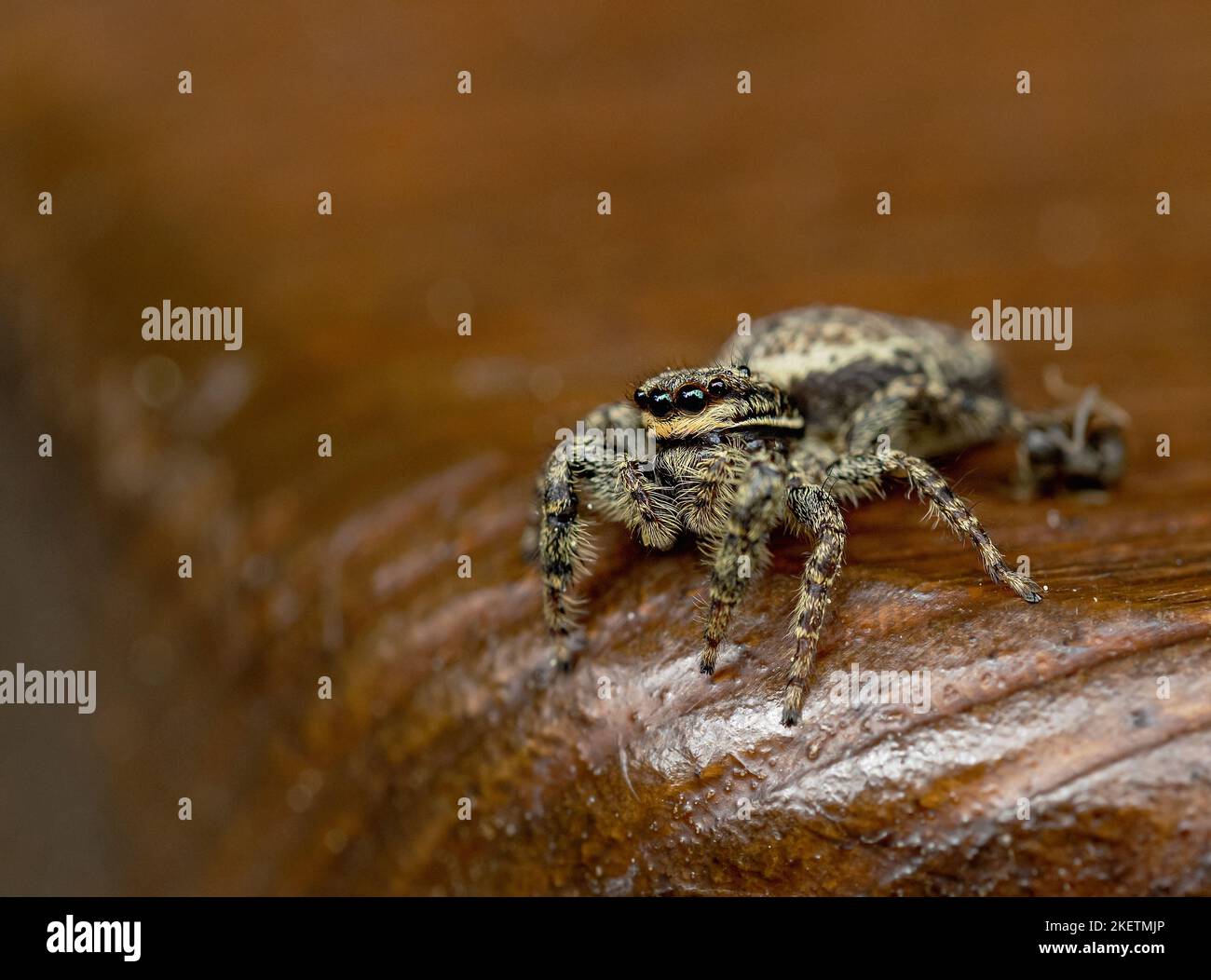 zebra back spider Stock Photo - Alamy