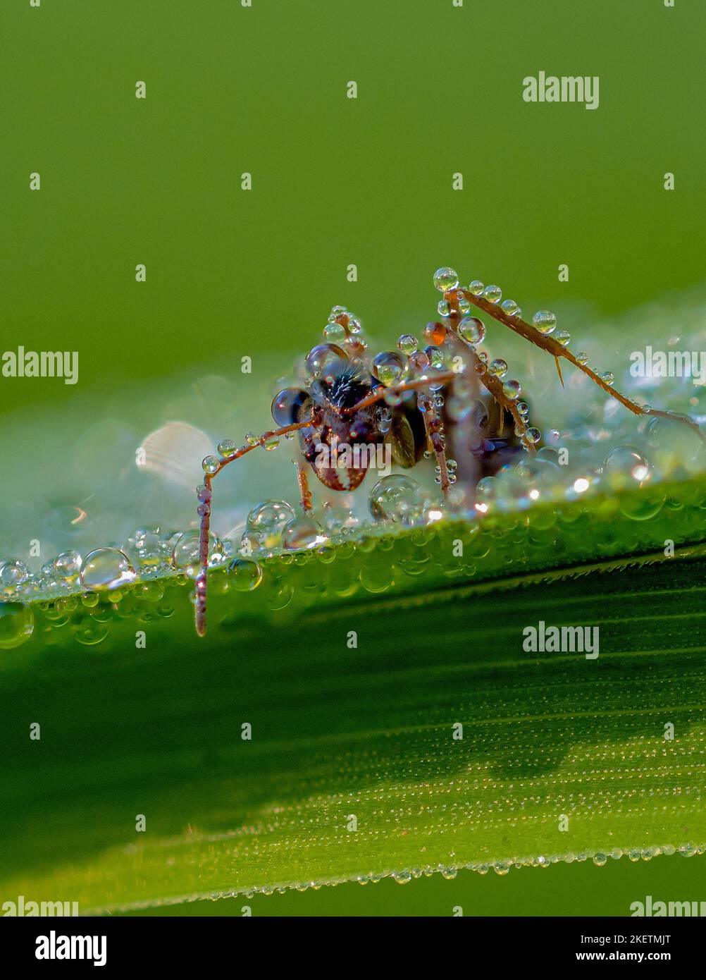 Tracheata ant hi-res stock photography and images - Alamy