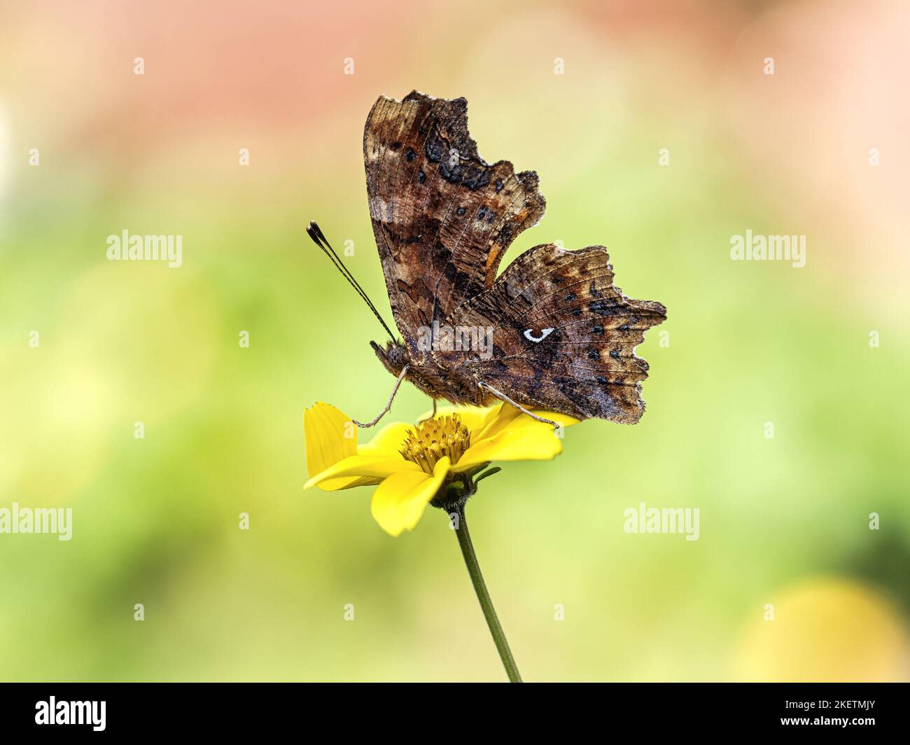 Commas butterfly hi-res stock photography and images - Alamy